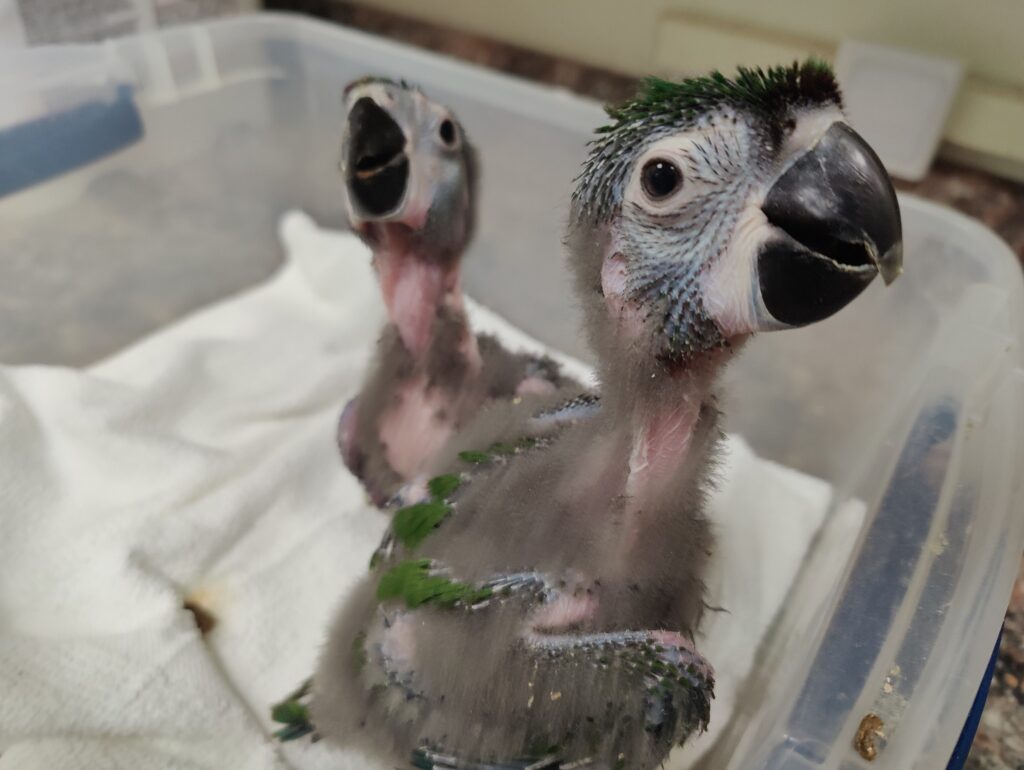 Blue Macaw Baby BABY TO FREEFLIGHT MACAW YouTube
